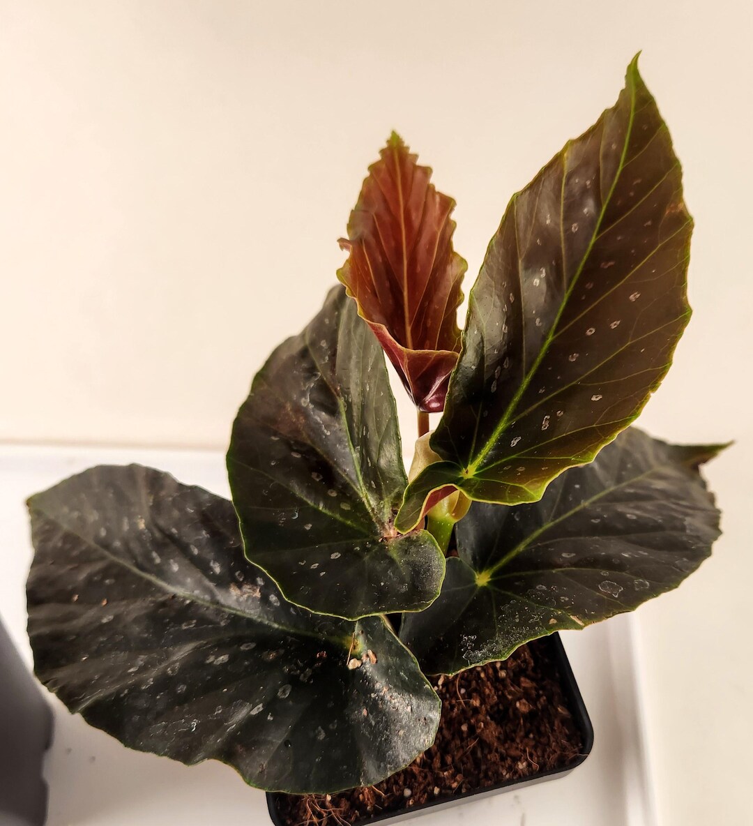 Angel Wing Begonia Pink 'torch,' Dark Green Leaves With Light Speckling ...