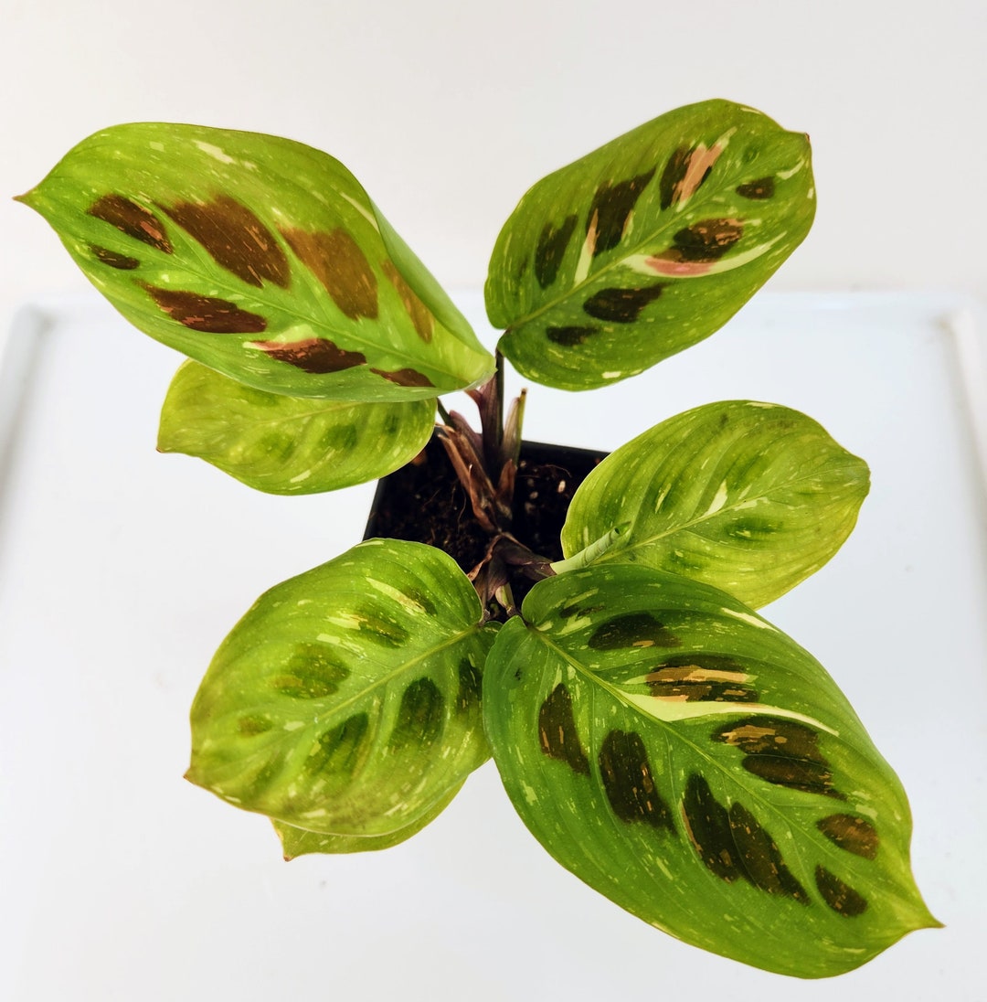 Variegated Maranta Plant, Variegated Prayer Plant, Small Starter Plant ...