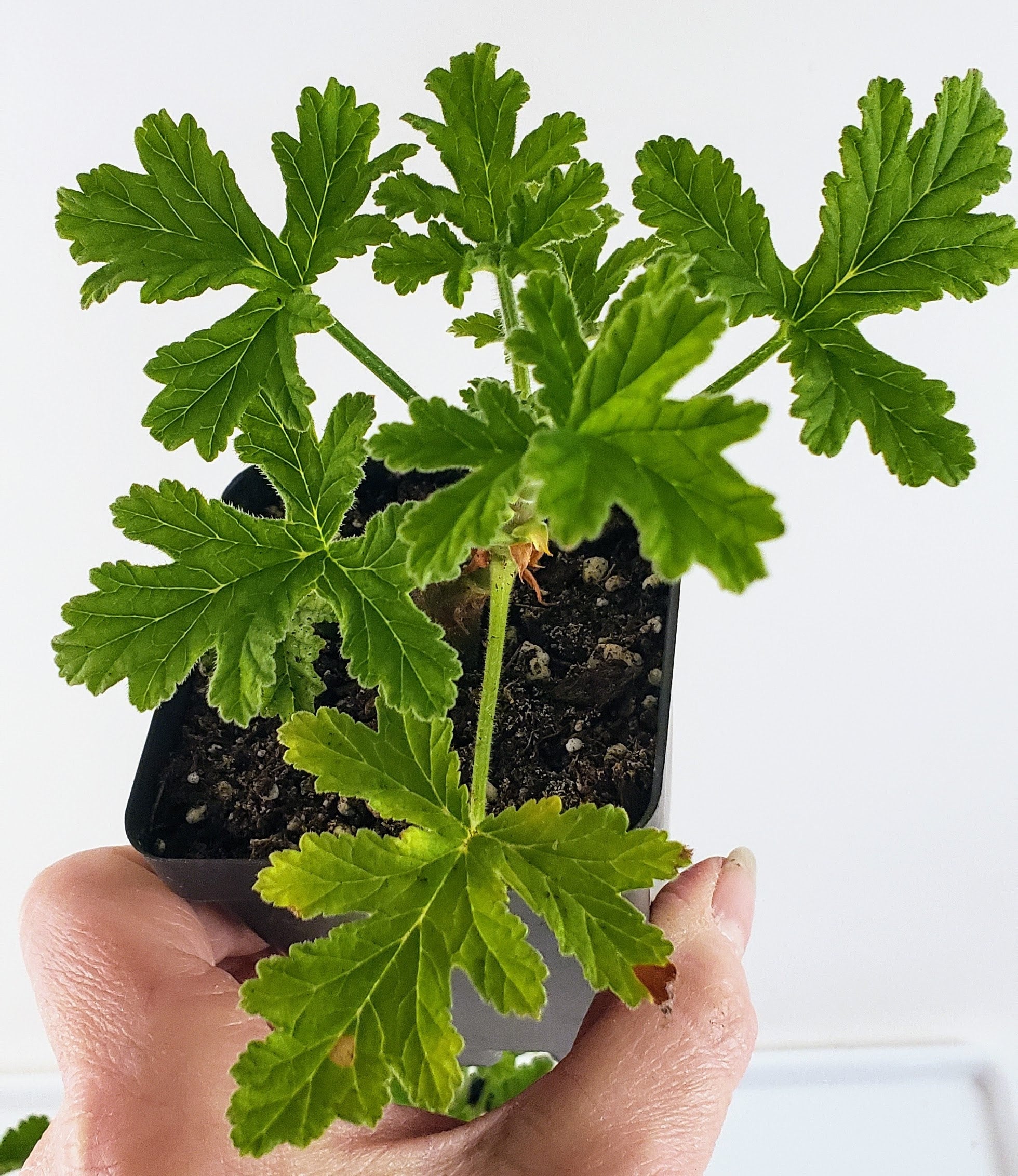 Peach Scented Geranium Plant, Large Leaf, Robust Grower - Etsy