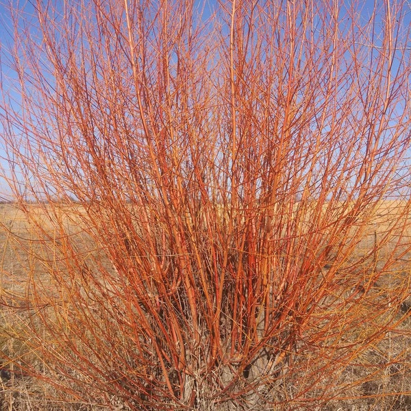 Red Willow - Etsy