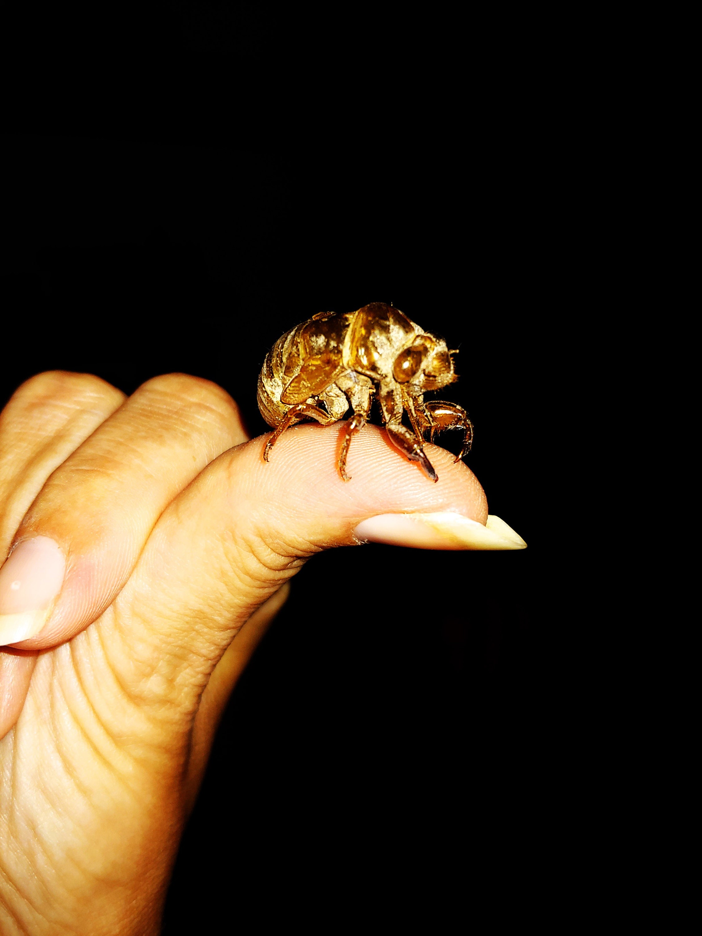 Cicada Exoskeleton Florida Cicadas Cicada Shell Oddities - Etsy