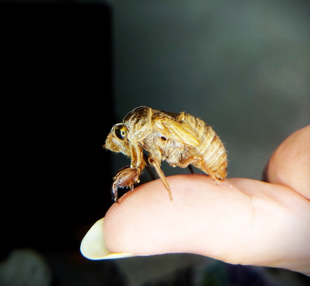 Cicada Exoskeleton, Florida Cicadas, Cicada Shell, Oddities Decor ...