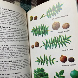 1968 Trees of North America – A Guide to Field Identification - Etsy