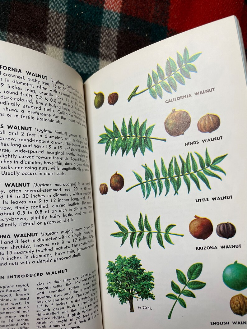 1968 Trees of North America – A Guide to Field Identification - Etsy