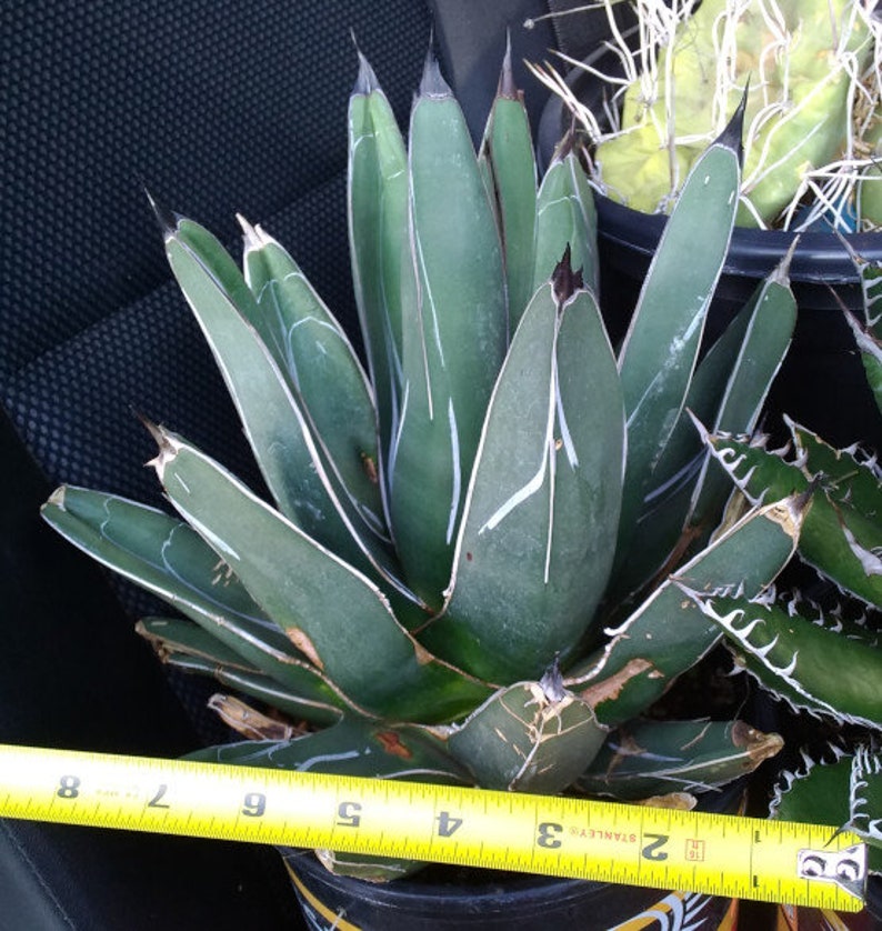Agave Nickelsiae Ferdinand Regis the King of Agaves LG - Etsy Sweden