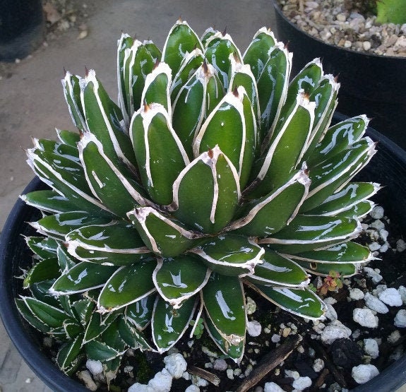 Agave Victoriae-reginae 'Compacta' 3 Pot Home & Living Succulents ...