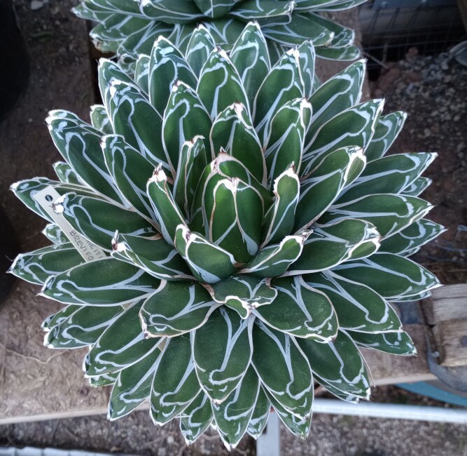 Agave Victoria-reginae Compacta Queen Victoria Agave Extra - Etsy