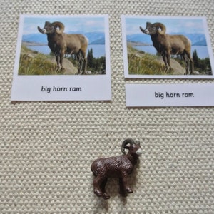 Montessori North America Wildlife 3 Parts Cards Homeschool Classroom ...