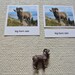 Montessori North America Wildlife 3 Parts Cards Homeschool - Etsy