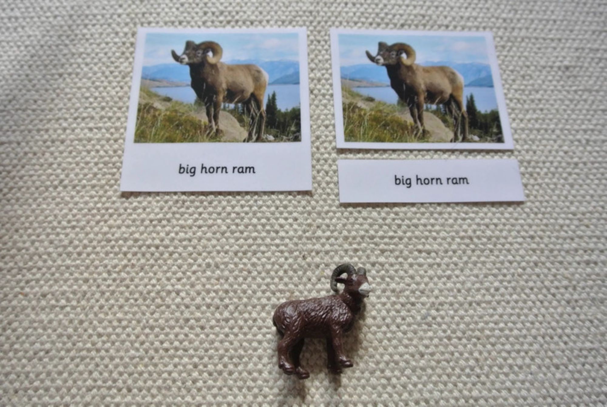 Montessori North America Wildlife 3 Parts Cards - Etsy
