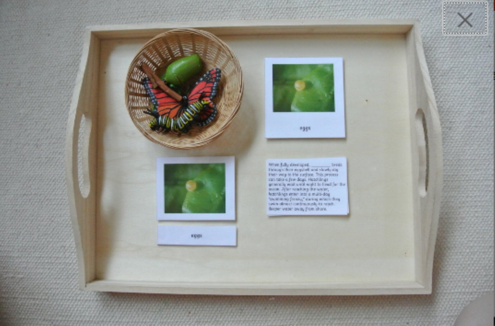 Montessori Monarch Butterfly Life Cycle 5 Parts Cards With - Etsy