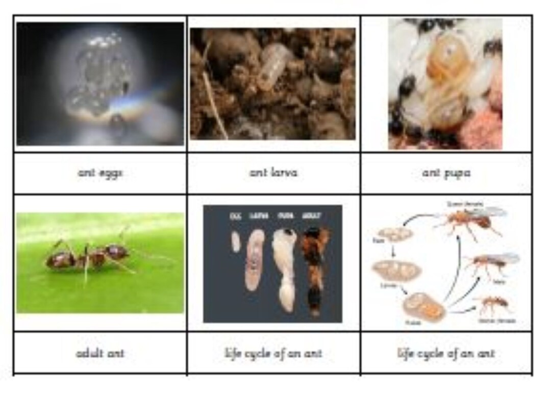 Montessori Life Cycle of an Ant 5 Parts Cards Digital PDF Download ...