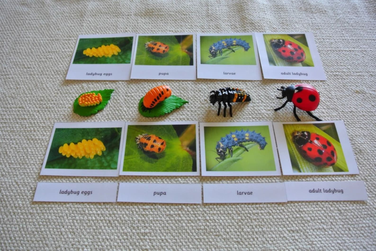 Montessori Ladybug Life Cycle 5 Parts Cards With Miniatures Home School ...