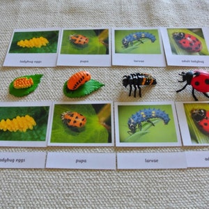 Montessori Ladybug Life Cycle 5 Parts Cards With Miniatures Home School ...