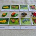 Montessori Ladybug Life Cycle 5 Parts Cards With Miniatures Home School ...