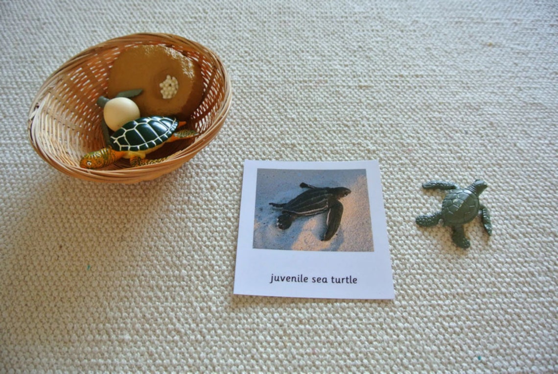 Montessori Sea Turtle Life Cycle 5 Parts Cards With Miniatures | Etsy