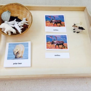 Montessori Arctic 3 Parts Cards With Miniatures Homeschool - Etsy