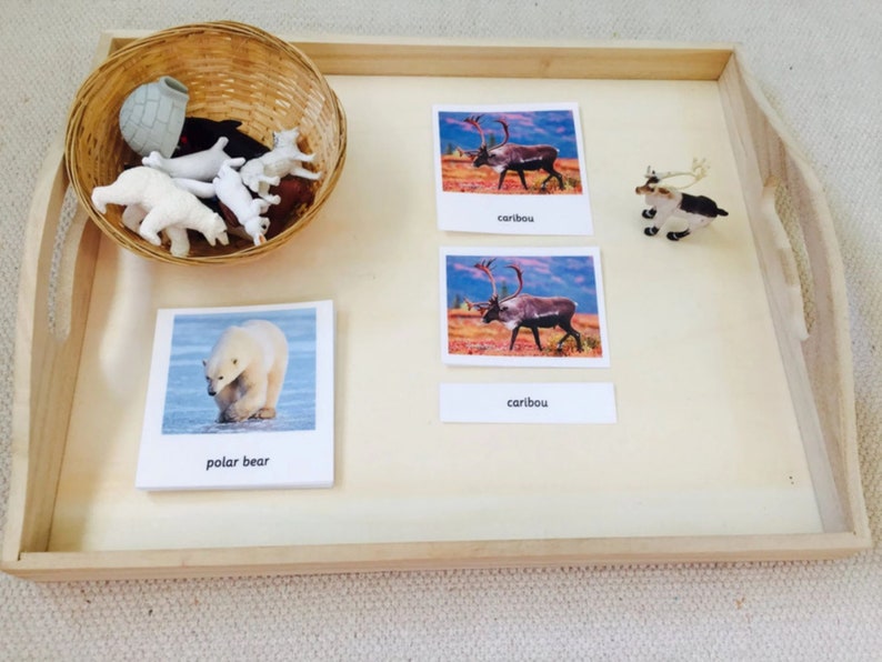 Montessori Arctic 3 Parts Cards With Miniatures - Etsy