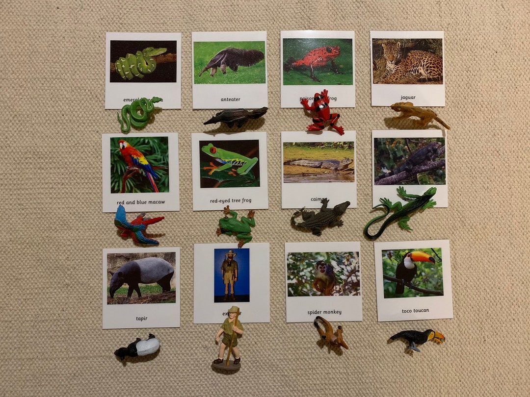 Montessori Rainforest Animals 3 Parts Nomenclature Flash Cards ...