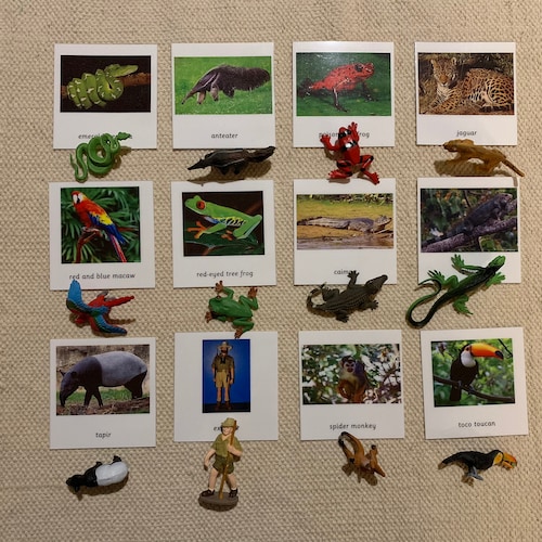 Montessori Common Fruits and Vegetables 3 Parts Cards With - Etsy