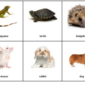 Montessori Common Pets 3 Parts Cards Digital PDF Download Printable ...