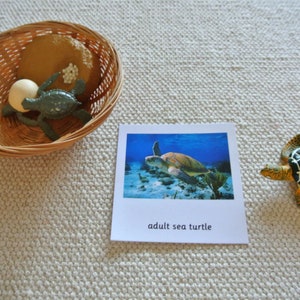 Montessori Sea Turtle Life Cycle 5 Parts Cards With Miniatures - Etsy