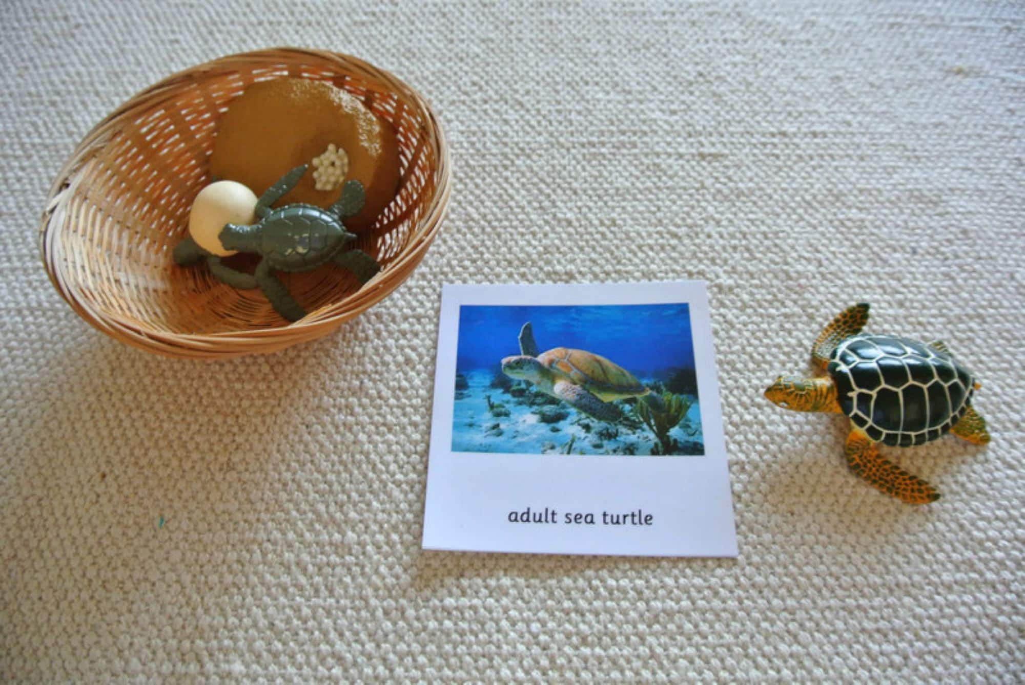 Montessori Sea Turtle Life Cycle 5 Parts Cards With Miniatures | Etsy