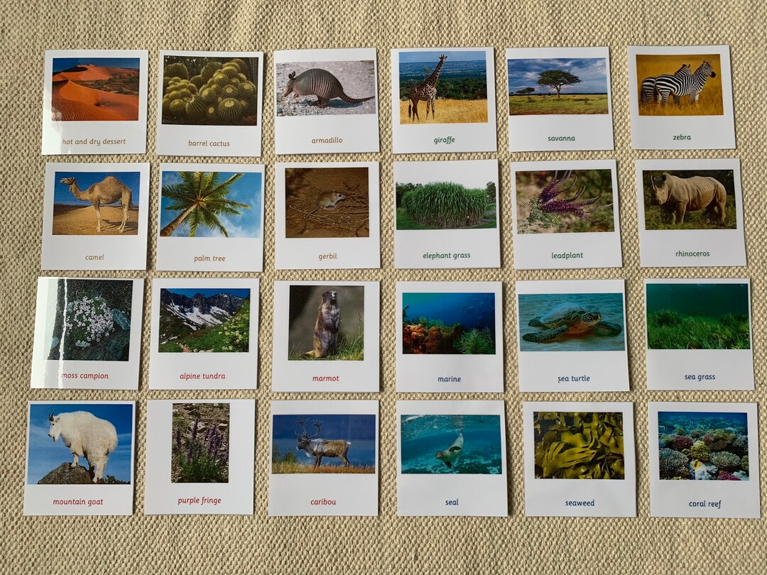 Montessori Biomes of the World 5 Part Nomenclature Flash Cards ...