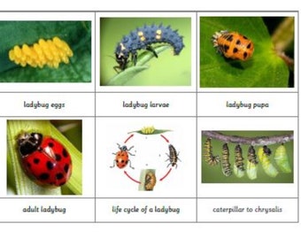Parts of a Ladybug Nomenclature 3-part Cards Montessori Zoology ...