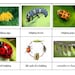 Montessori Ladybug Life Cycle 5 Parts Cards Digital PDF Downlaod ...