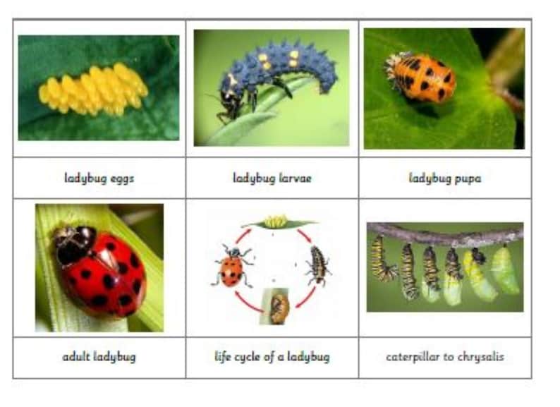Montessori Ladybug Life Cycle 5 Parts Cards Digital PDF Downlaod ...