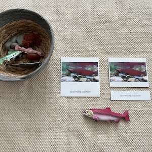 Montessori Life Cycle of A Salmon 5 Parts Nomenclature Cards Miniatures ...