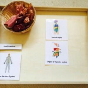 Montessori Human Anatomy Human Organs 5 Parts Cards With Miniatures ...