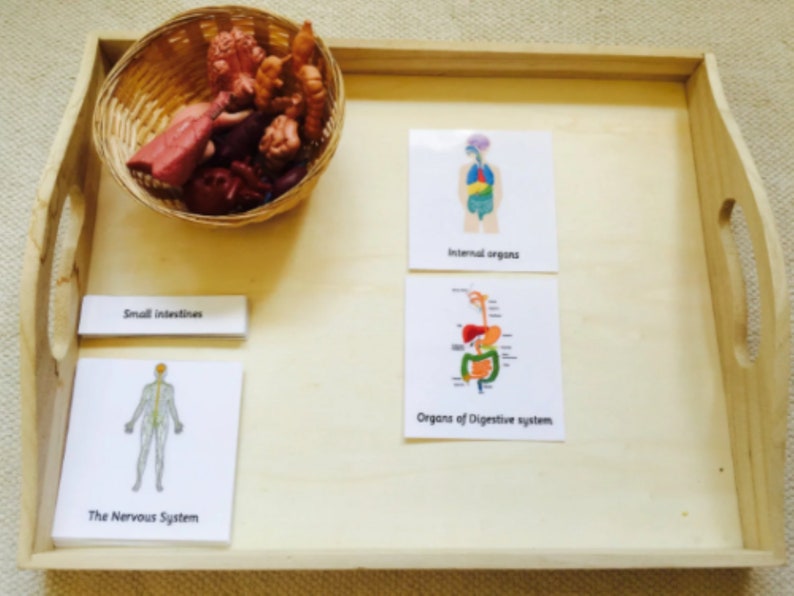 Montessori Human Anatomy Human Organs Human Body Study 5 Parts Cards ...