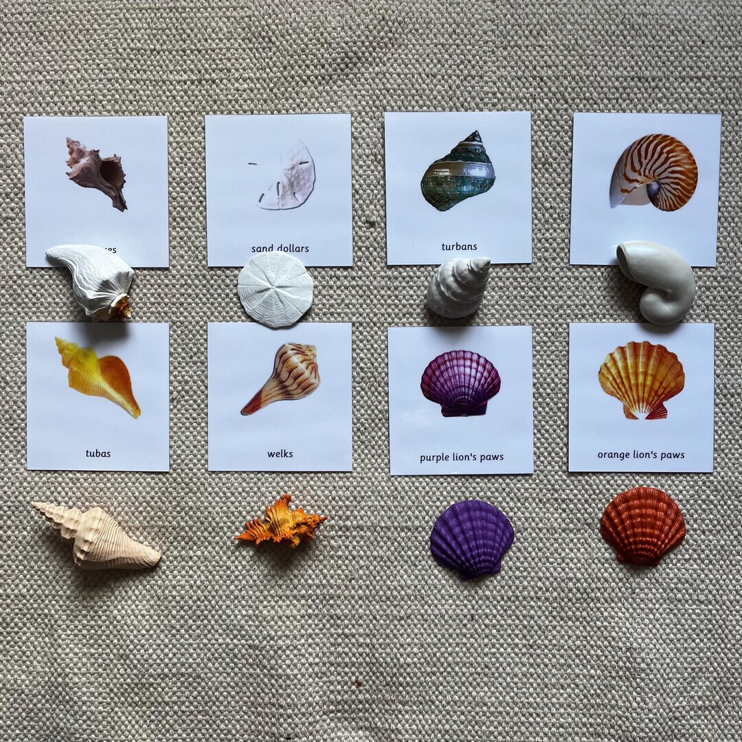 Montessori Seashells 3 Parts Cards With Miniatures (this is Being ...