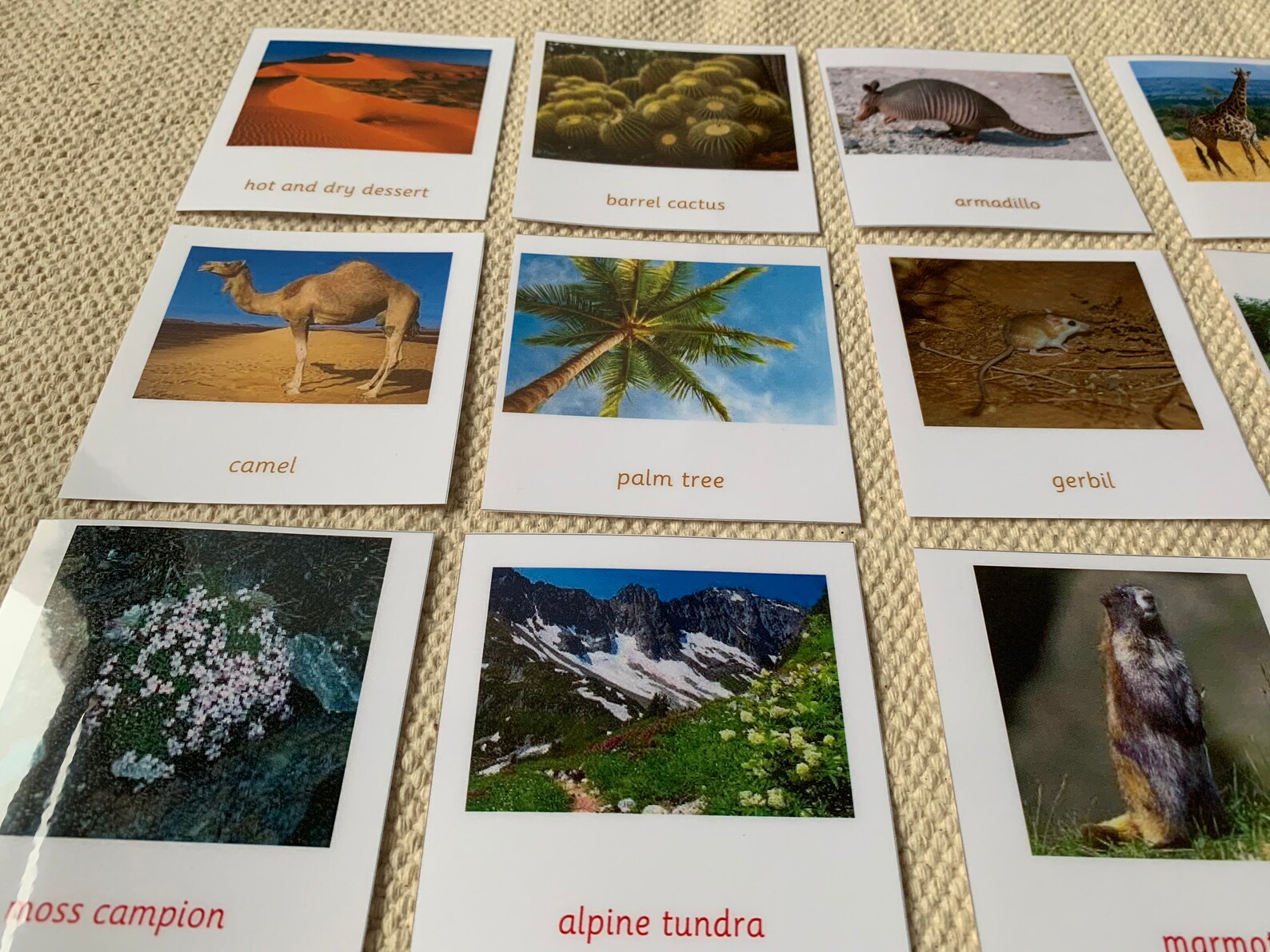 Montessori Biomes of the World 5 Part Cards | Etsy