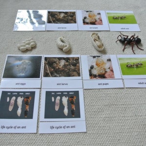 Montessori Life Cycle of an Ant 5 Parts Nomenclature Flash Cards ...