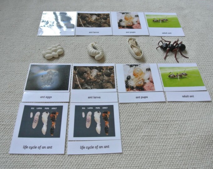 The Ant Life Cycle 3-part Cards, Charts & Blackline Masters ...
