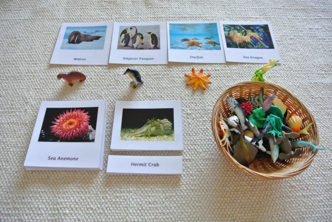 Montessori Sea Life Creatures and Matching 3 Part Cards Set Homeschool ...