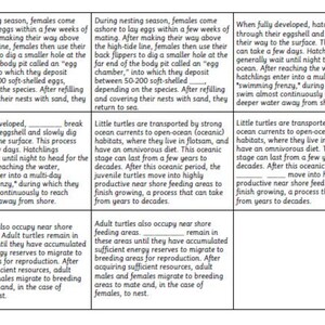 Montessori Green Sea Turtle Life Cycle 5 Part Card Digital PDF Download ...