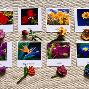 Montessori Common Flowers 3 Part Cards Miniatures Home School Classroom ...