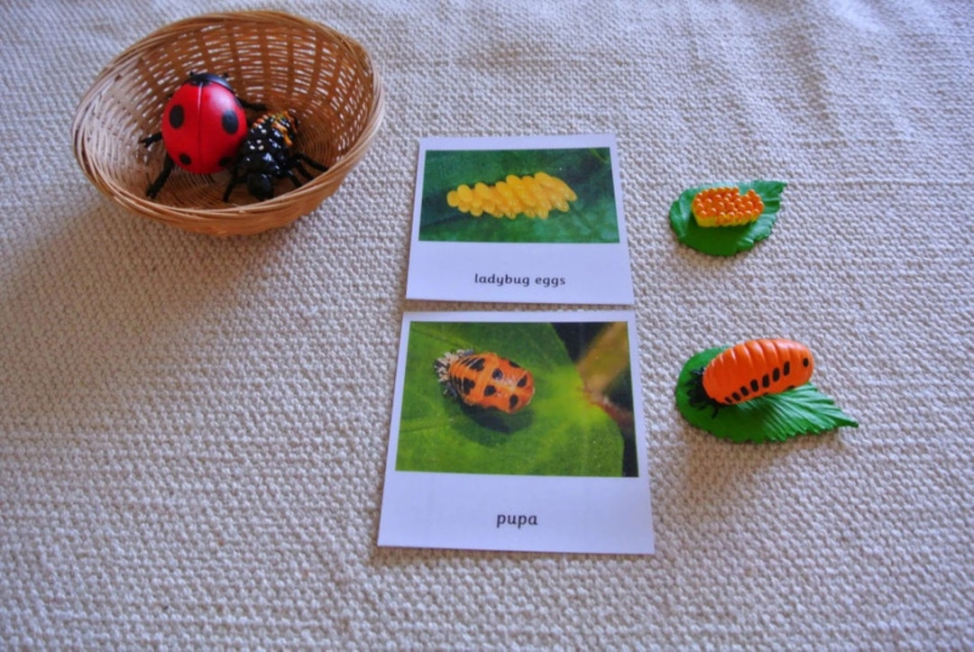 Montessori Ladybug Life Cycle 5 Parts Cards With Miniatures Home School ...
