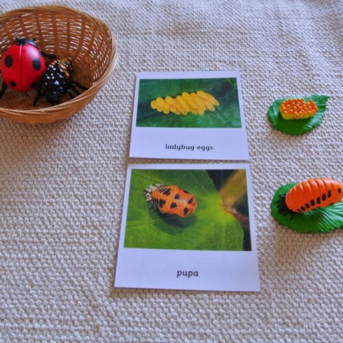 Montessori Monarch Butterfly Life Cycle 5 Parts Cards With - Etsy