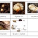 Montessori Life Cycle of A Stag Beetle 5 Parts Cards Digital PDF ...