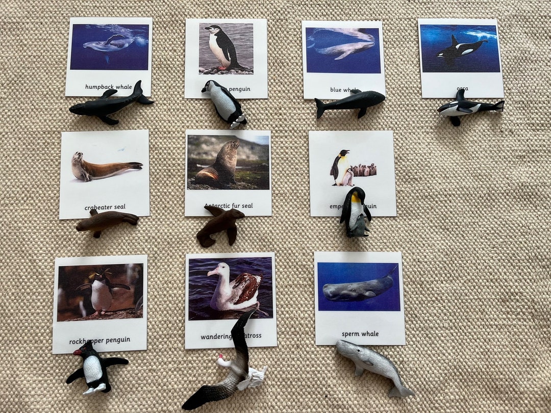 Montessori Antarctica Animals 3 Parts Nomenclature Flash Cards ...
