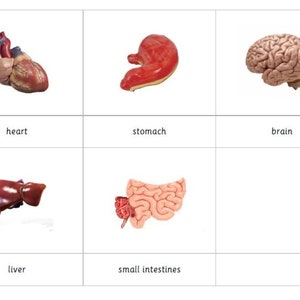 Montessori Human Anatomy Human Organs 5 Parts Cards Digital PDF ...