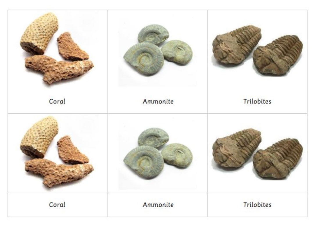 Montessori Common Fossils 3 Parts Cards Digital PDF Download Printable ...