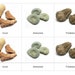 Montessori Common Fossils 3 Parts Cards Digital PDF Download Printable ...