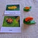 Montessori Ladybug Life Cycle 5 Parts Cards With Miniatures Home School ...