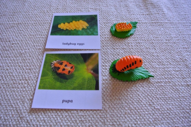 Montessori Ladybug Life Cycle 5 Parts Cards With Miniatures | Etsy